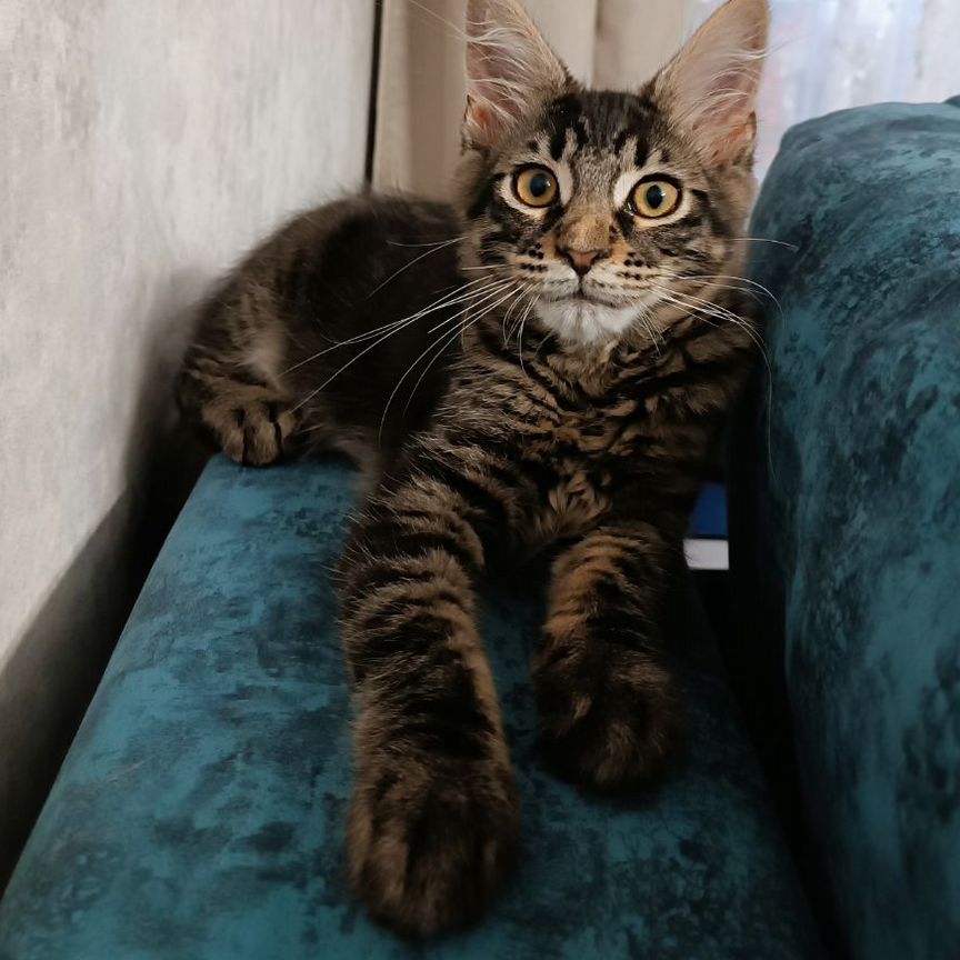Котёнок мейн-кун 3 месяца