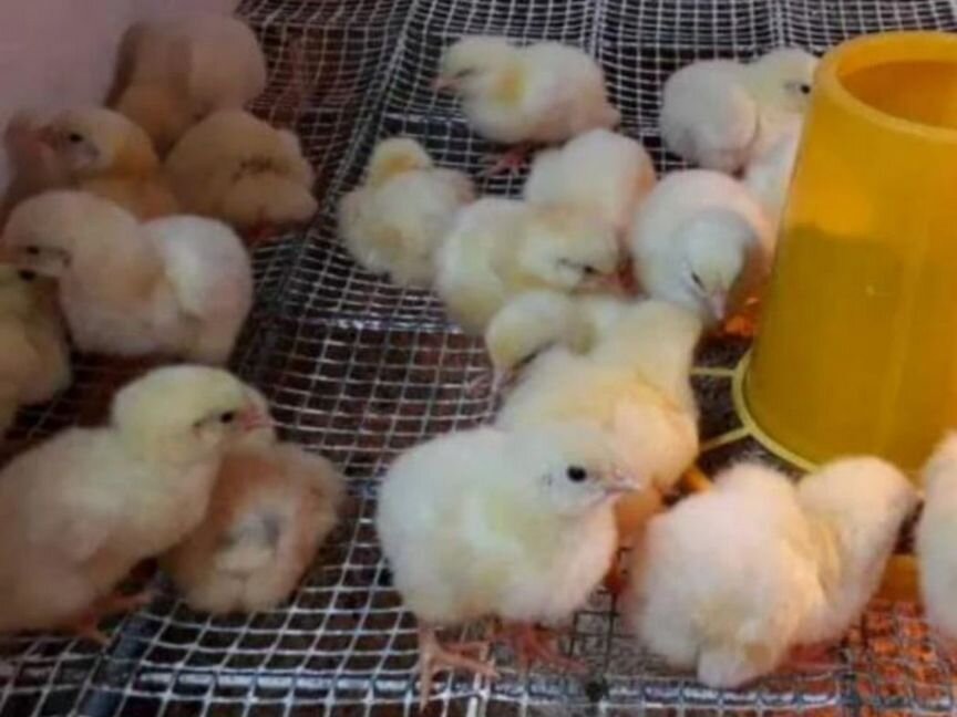 Цыпленок бролер(испанский)