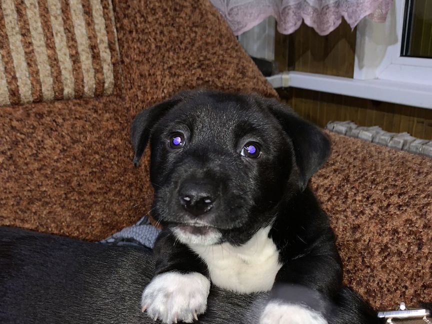 Собака в добрые руки