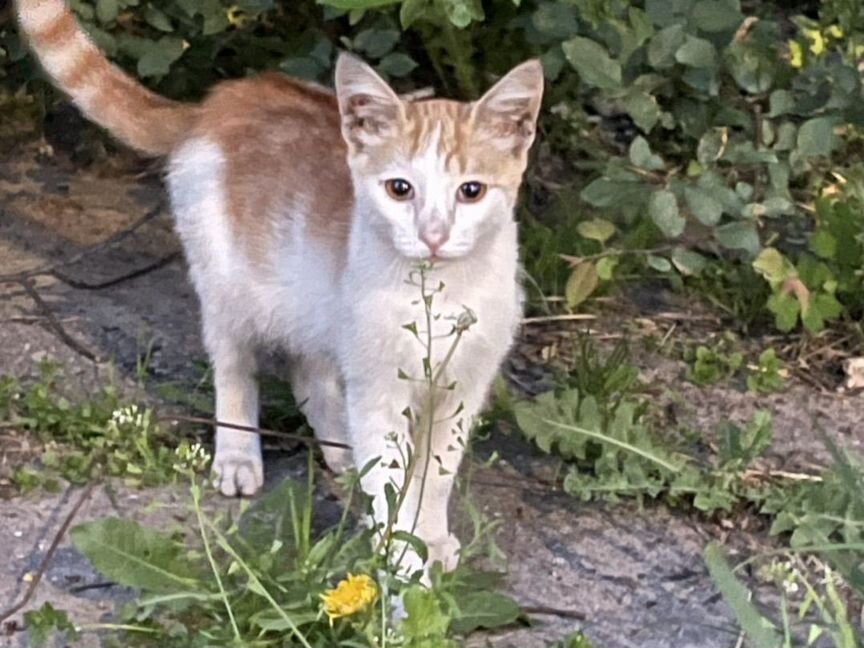 Котик подросток один в этом мире