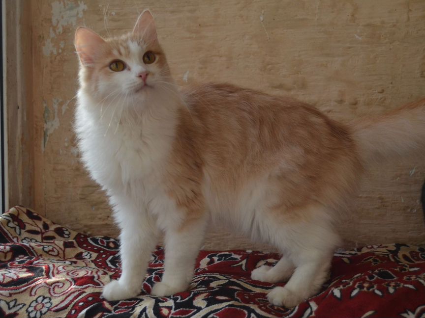 Отдам молодого кота. 1 год. Кастрат