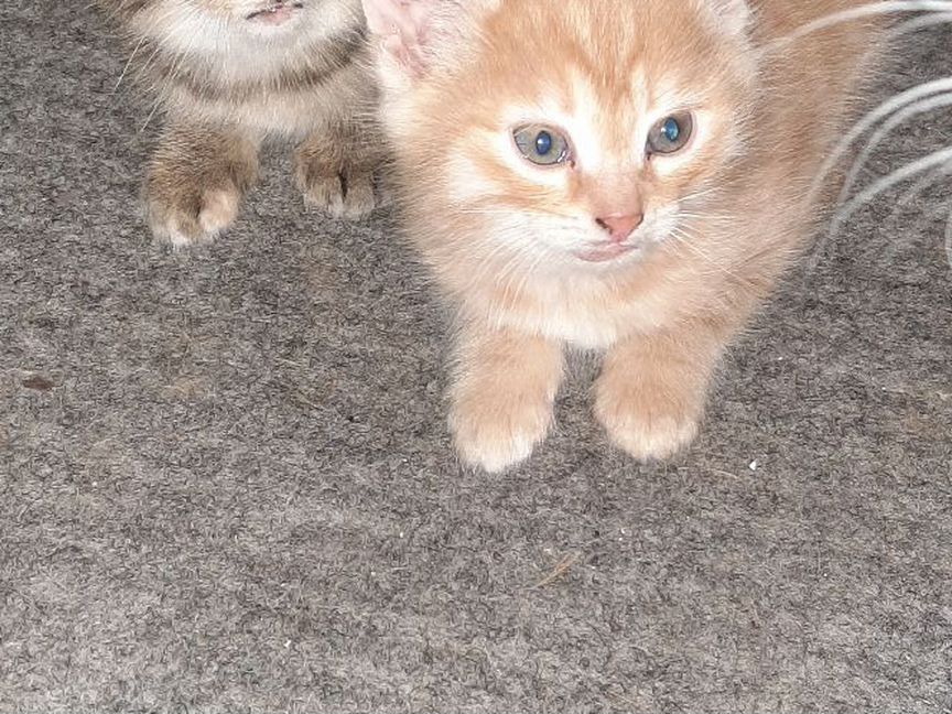 Котята в добрые руки бесплатно