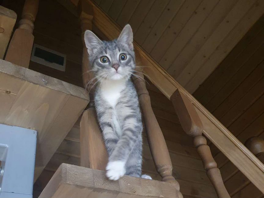 Отдам в добрые руки котенка девочку 5 месяца