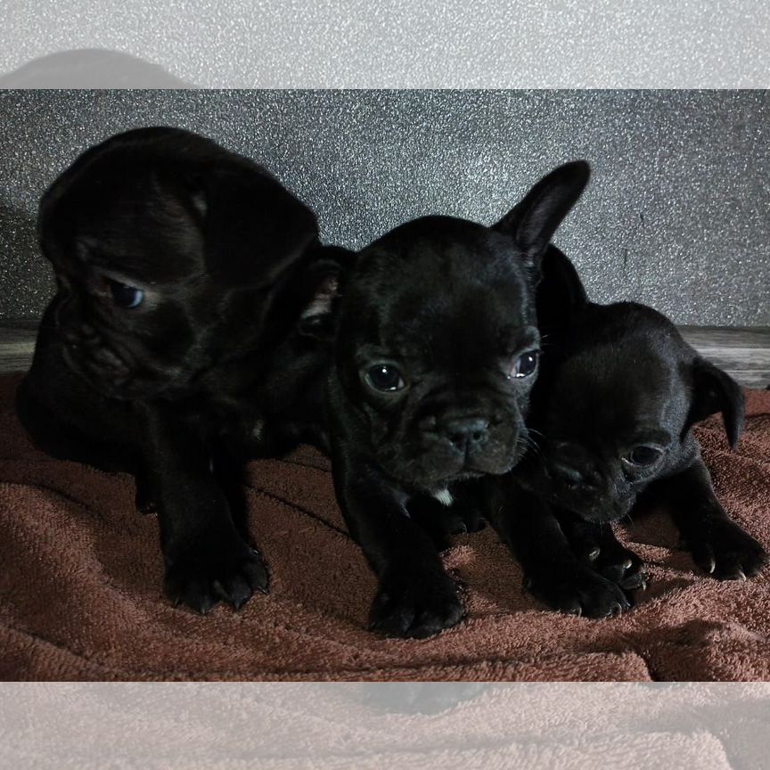 Французский бульдог