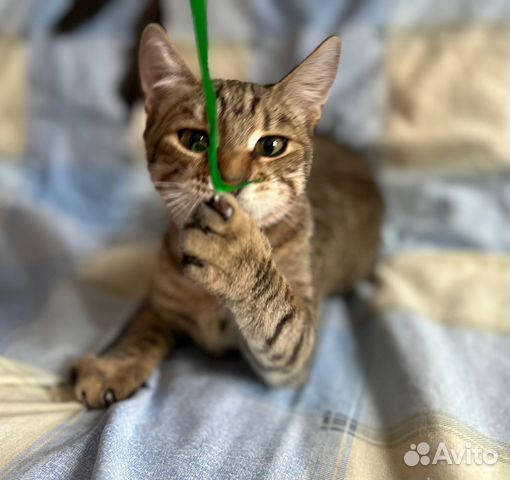 Вау какой классный пацанчик в поисках дома