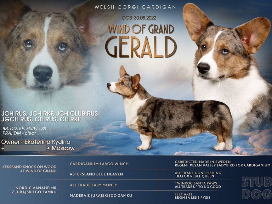 Вязка кабель Вельш Корги Кардиган