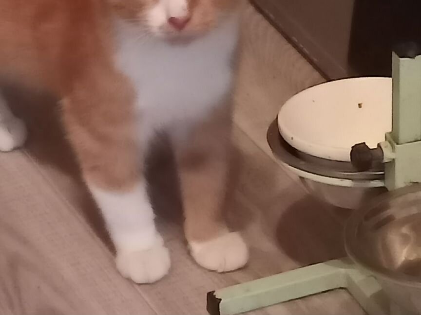 Котик Элвис 8 месяцев