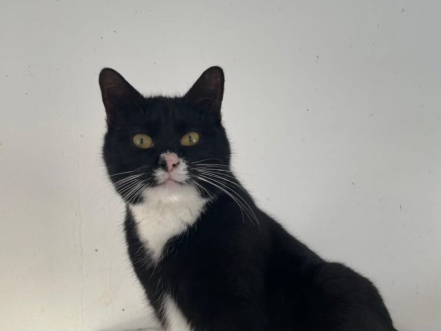 Ласковая кошка Гаечка в дар