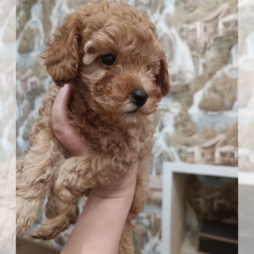 Той-пудель, щенок