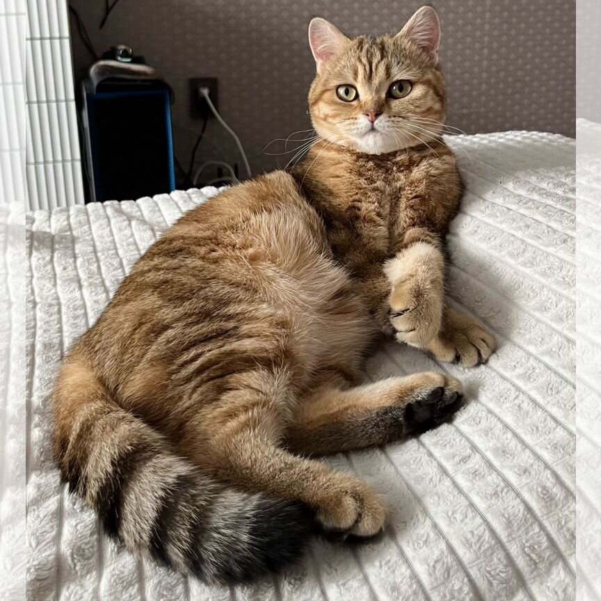 Шотландская вислоухая короткошёрстная, взрослая кошка