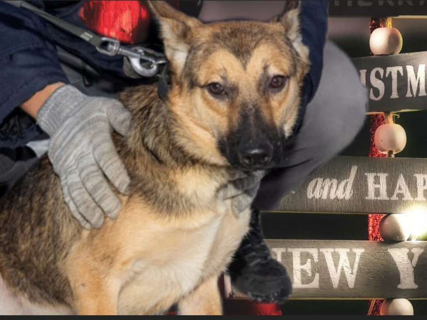 Собака Макс 11 месяцев похож на овчарку