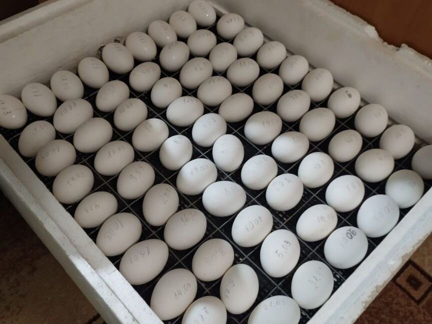 Инкубационное яйцо кур леггорн