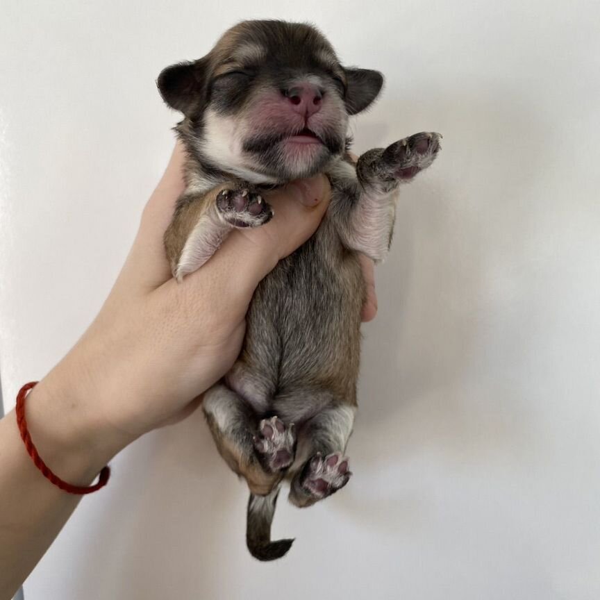 Мальтипу редкий окрас соболек