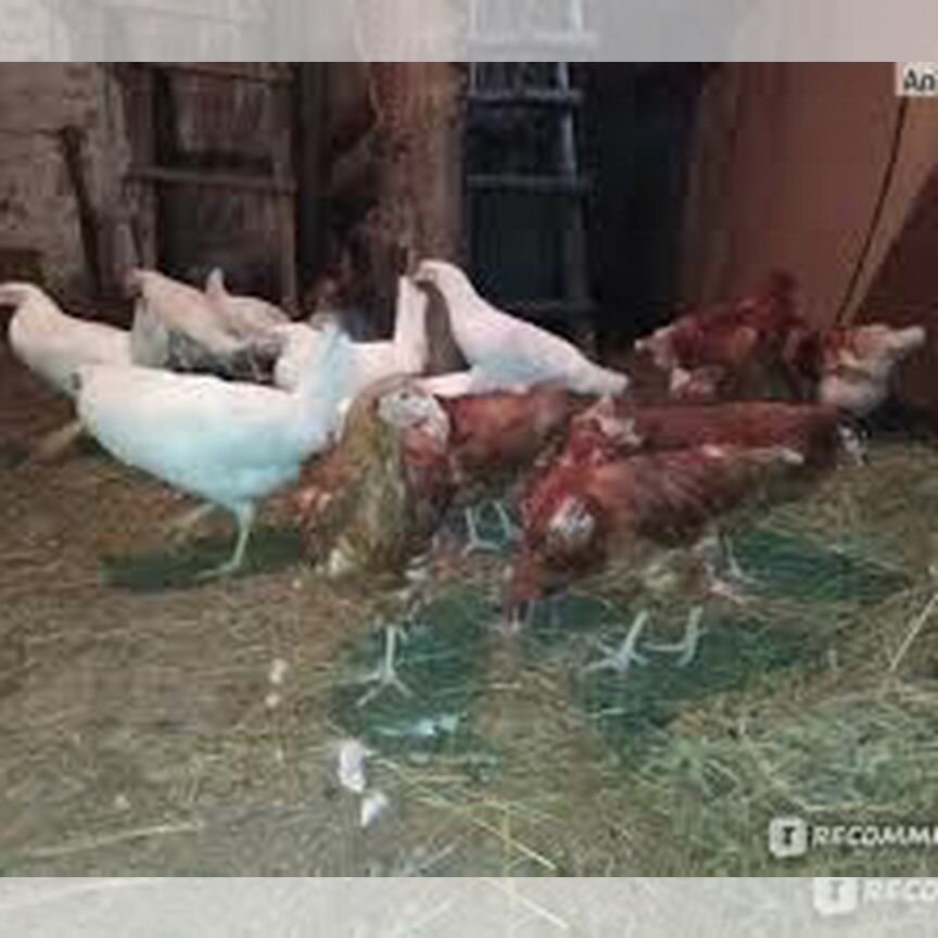 Куры молодки