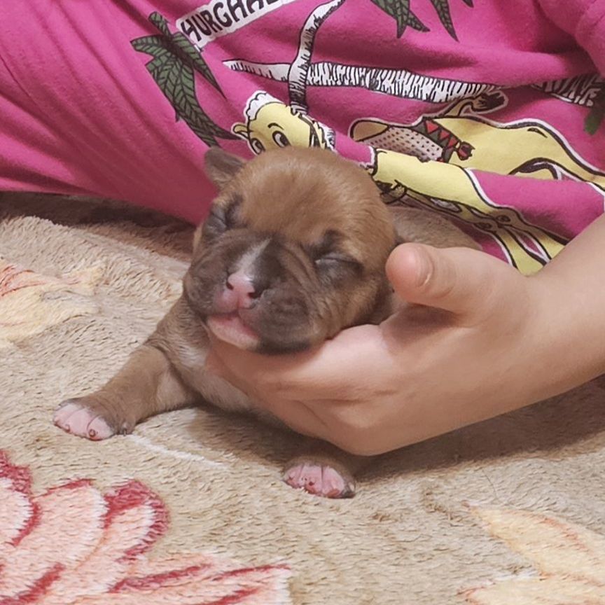 Американский стаффордширский щенок