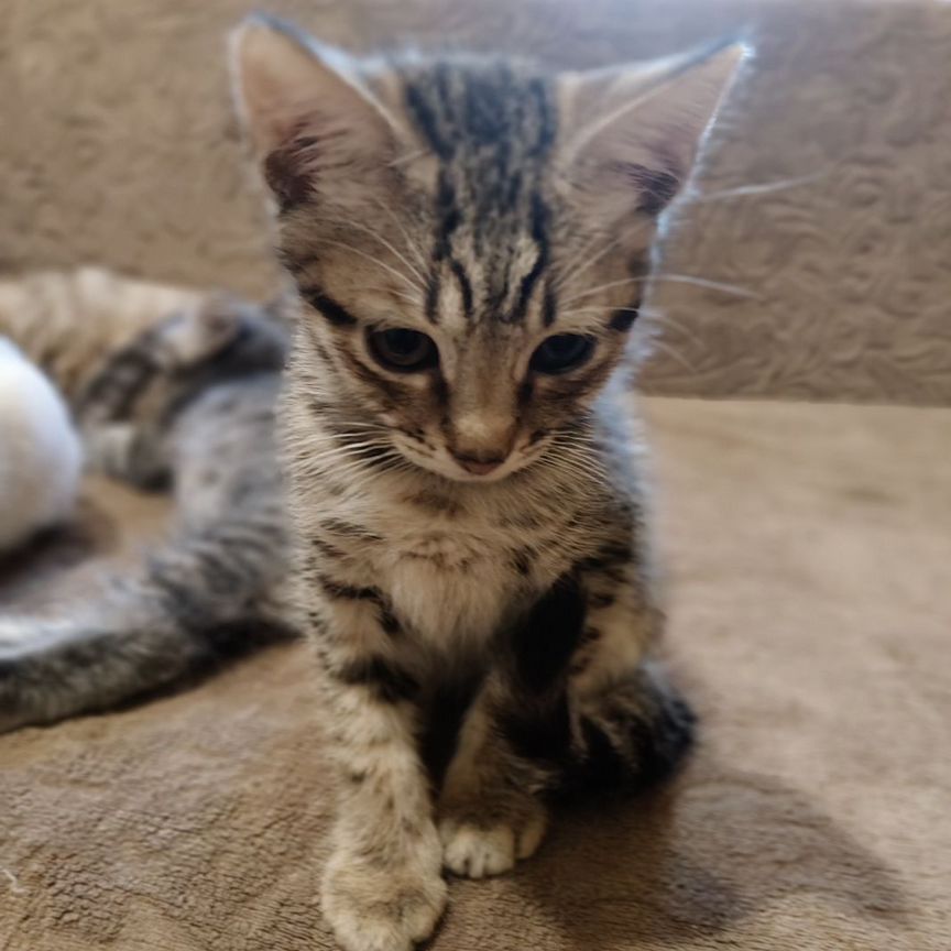 Котята