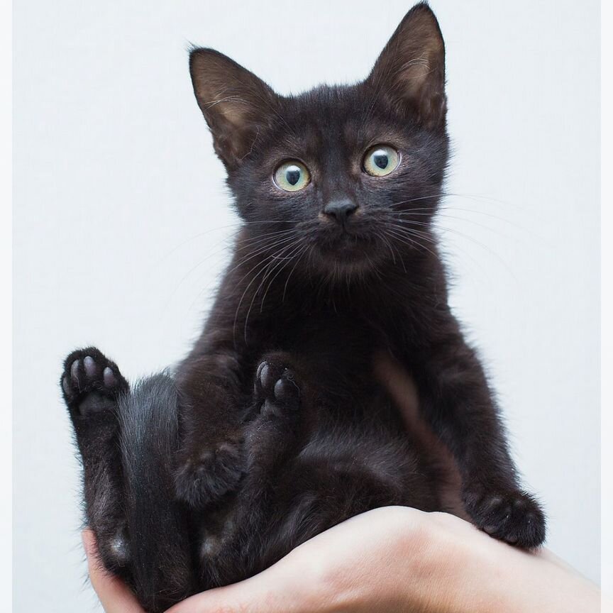 Черные котята девочки 2 мес бесплатно