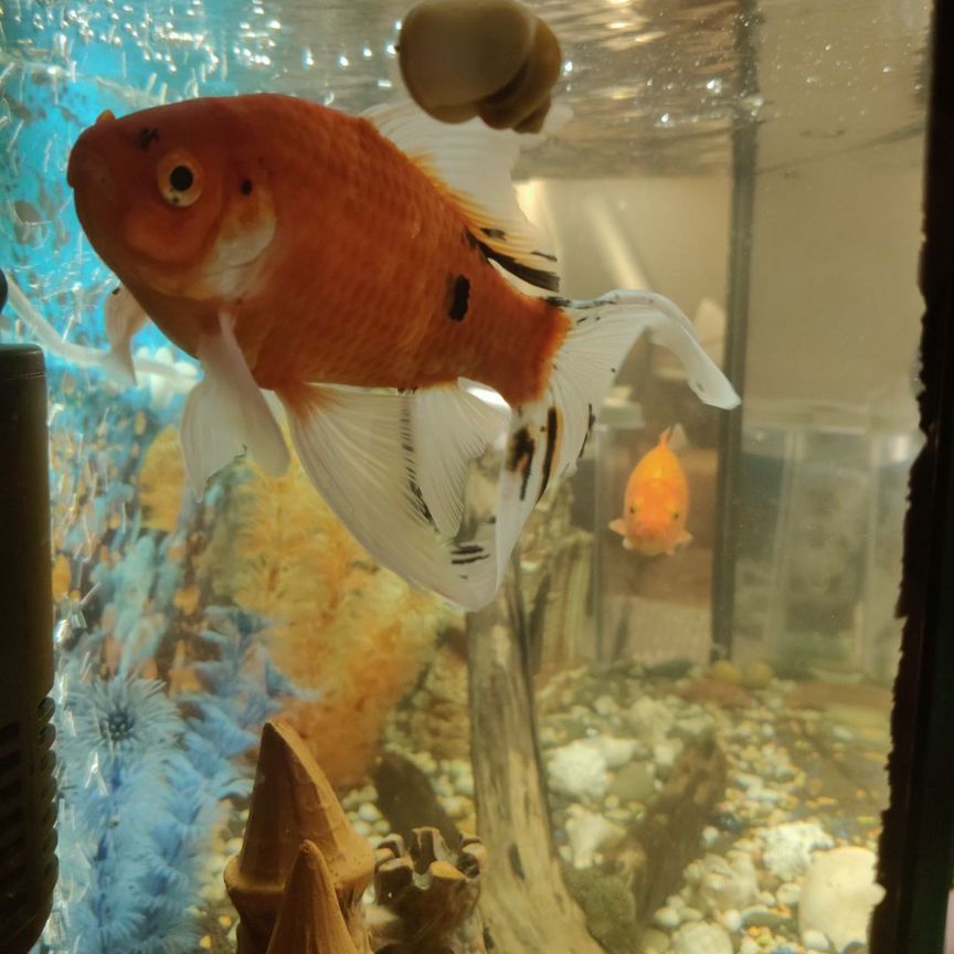 Золотые рыбки