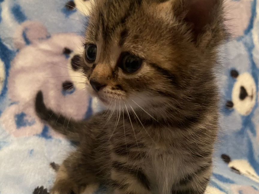 Отдам котят в самые добрые руки