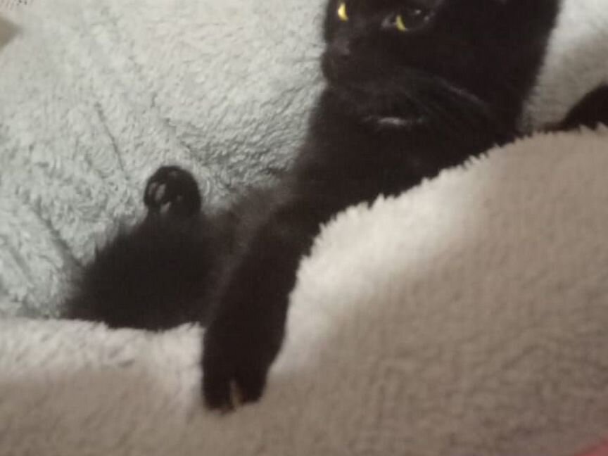 Он тоже хочет стать счастливым домашним котиком