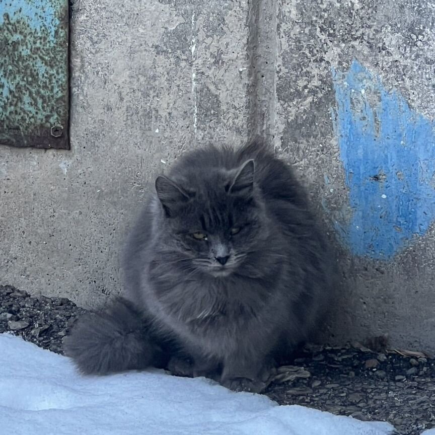 Кошечка серенькая в добрые руки