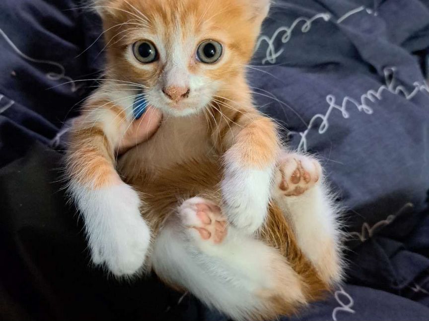 Котёнок рыжий мальчик. Отдам в добрые руки