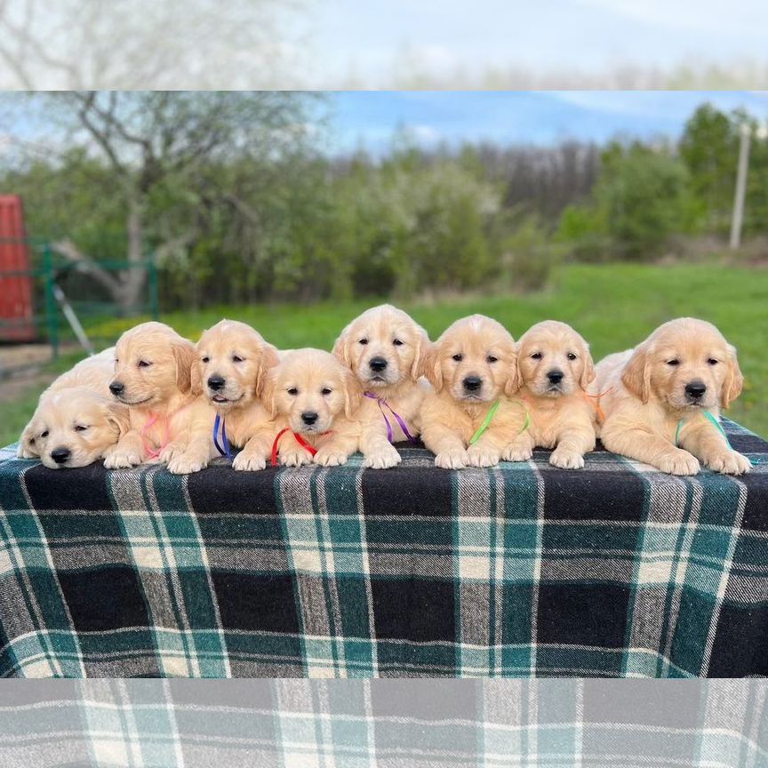 Щенки золотистого ретривера (РКФ )