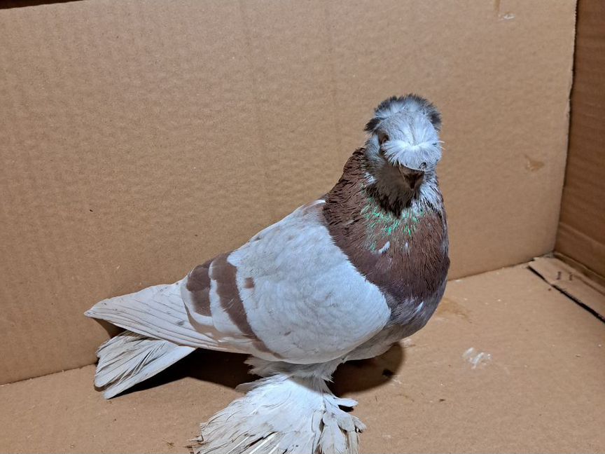 Птицы голуби