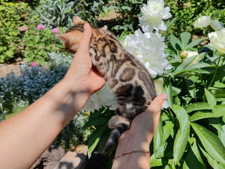 Бенгальские котята шоу класса с документами