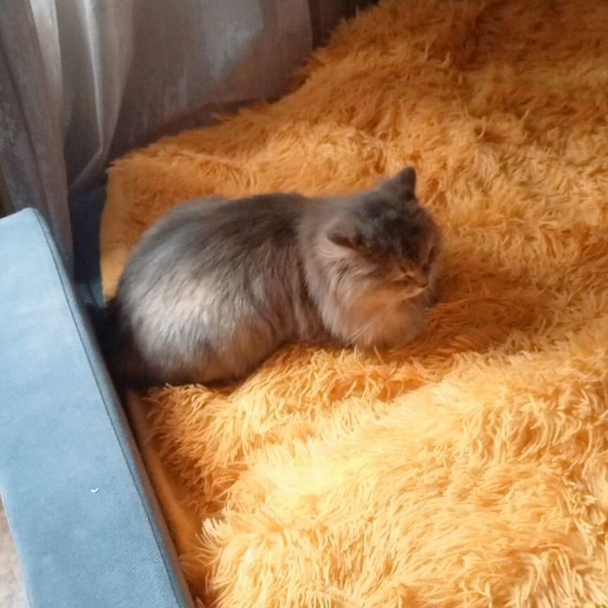 Кошка в дар