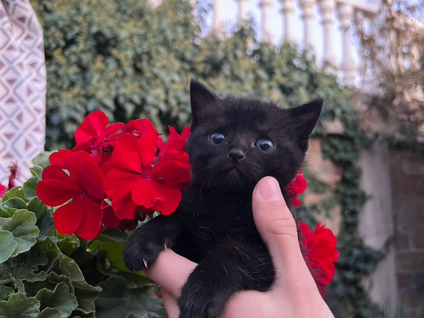 Черный котенок
