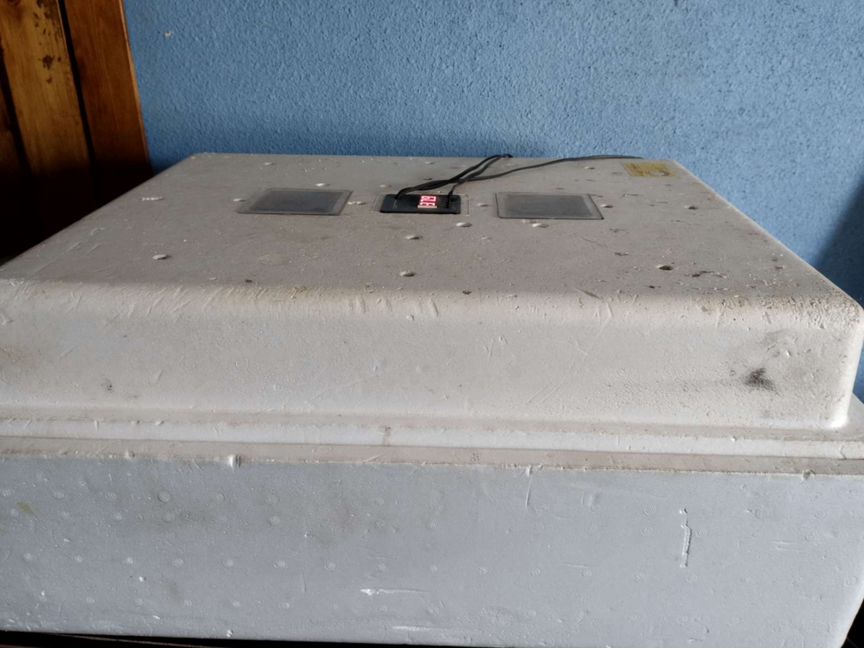 Инкубатор для яиц автоматический