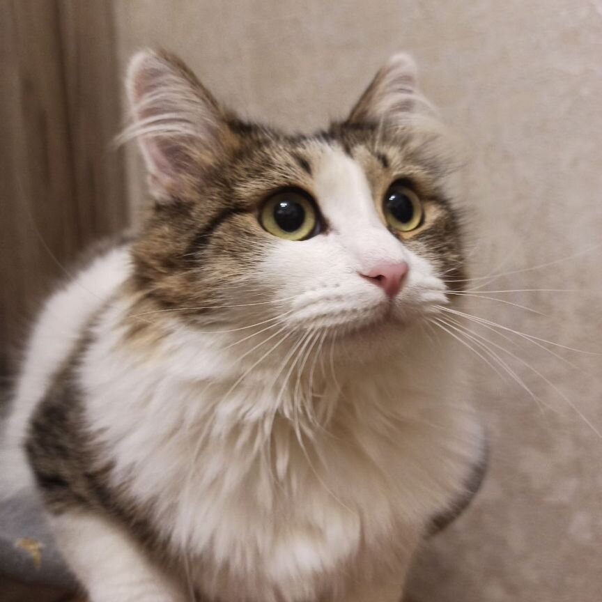 Стерилизованная Глашенька ищет дом