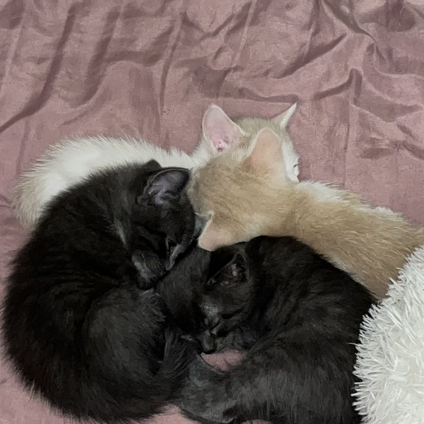 Одтам котят в добрае руки)