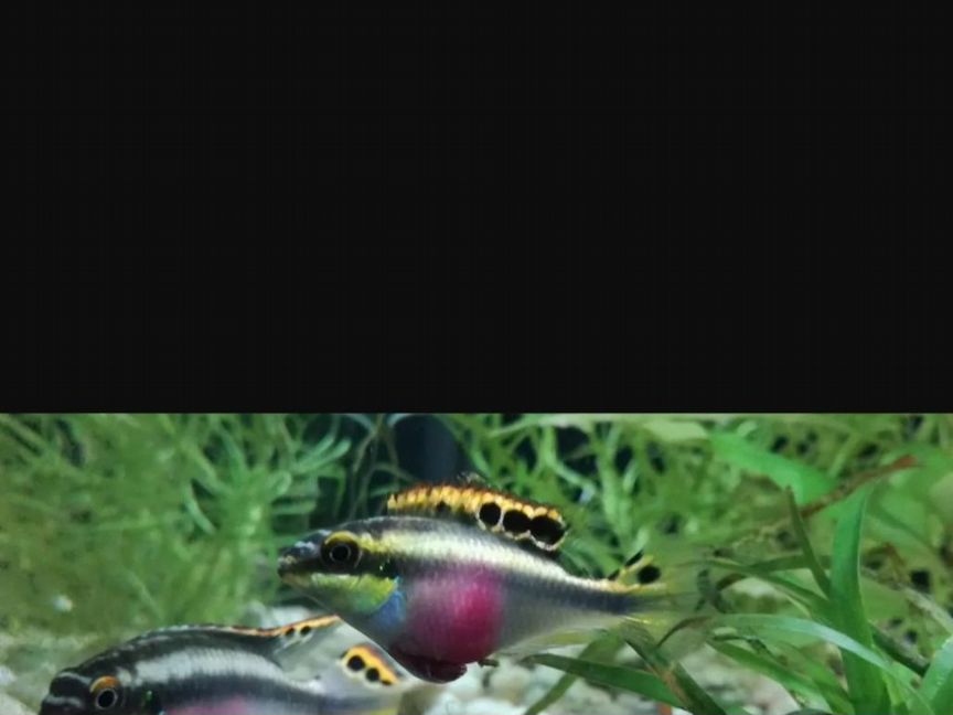 Пара рыбок Пельвикахромис