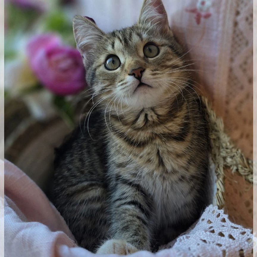 Котёнок в добрые руки