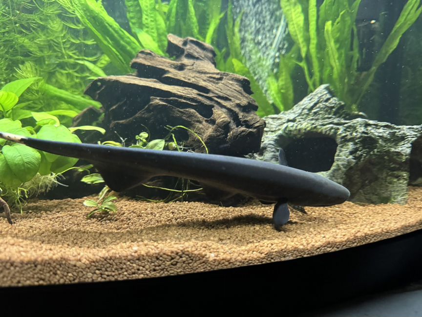 Черный нож Apteronotus albifrons