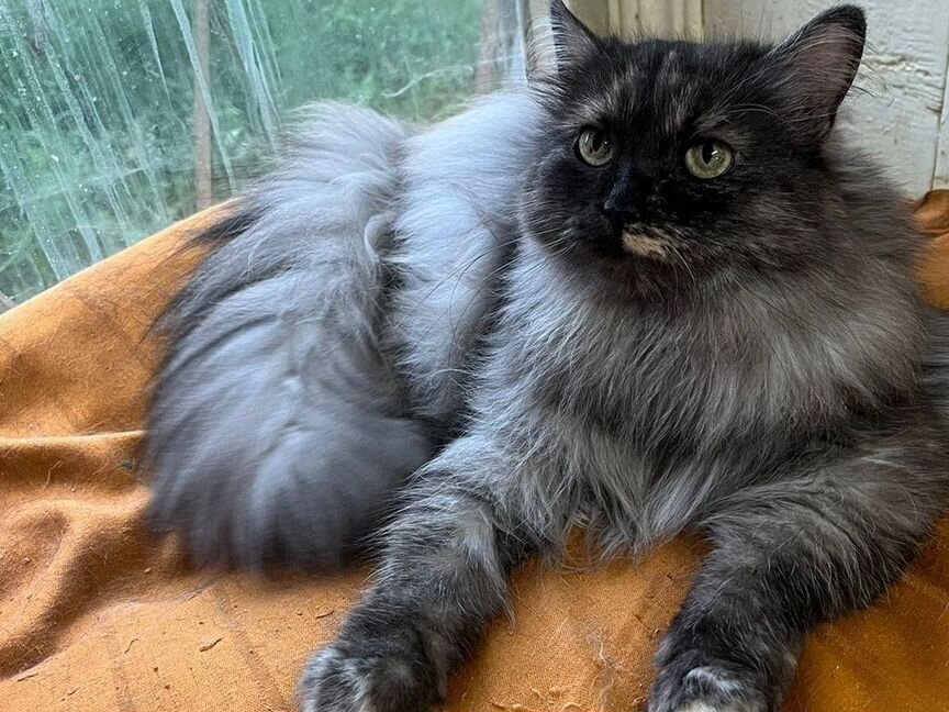 Красавица Дымка