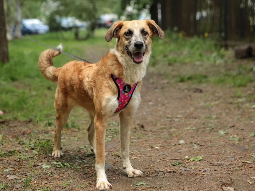 Собака в добрые руки отдам бесплатно