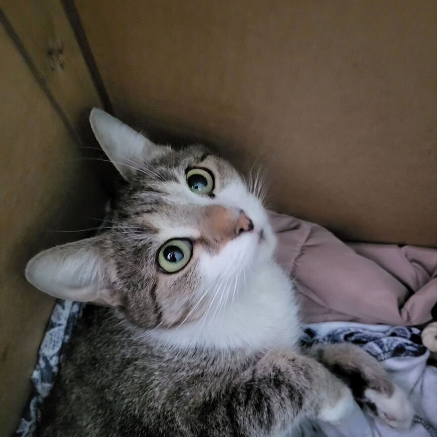 Кошка