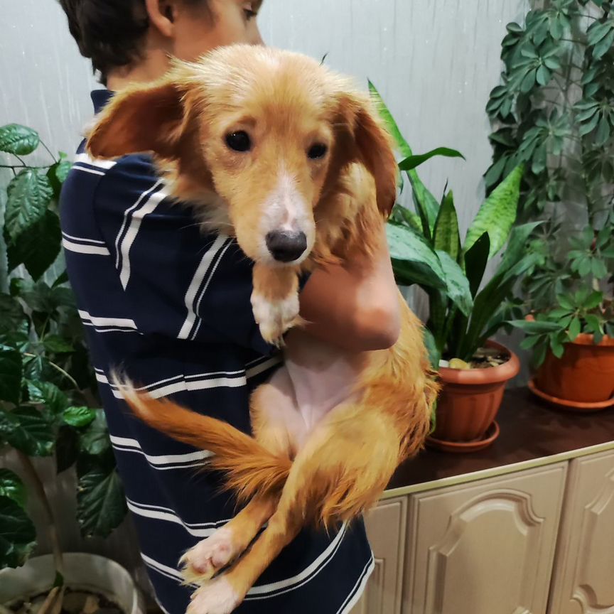 Взрослая собака в добрые руки