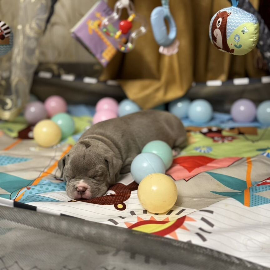 Американский булли покет