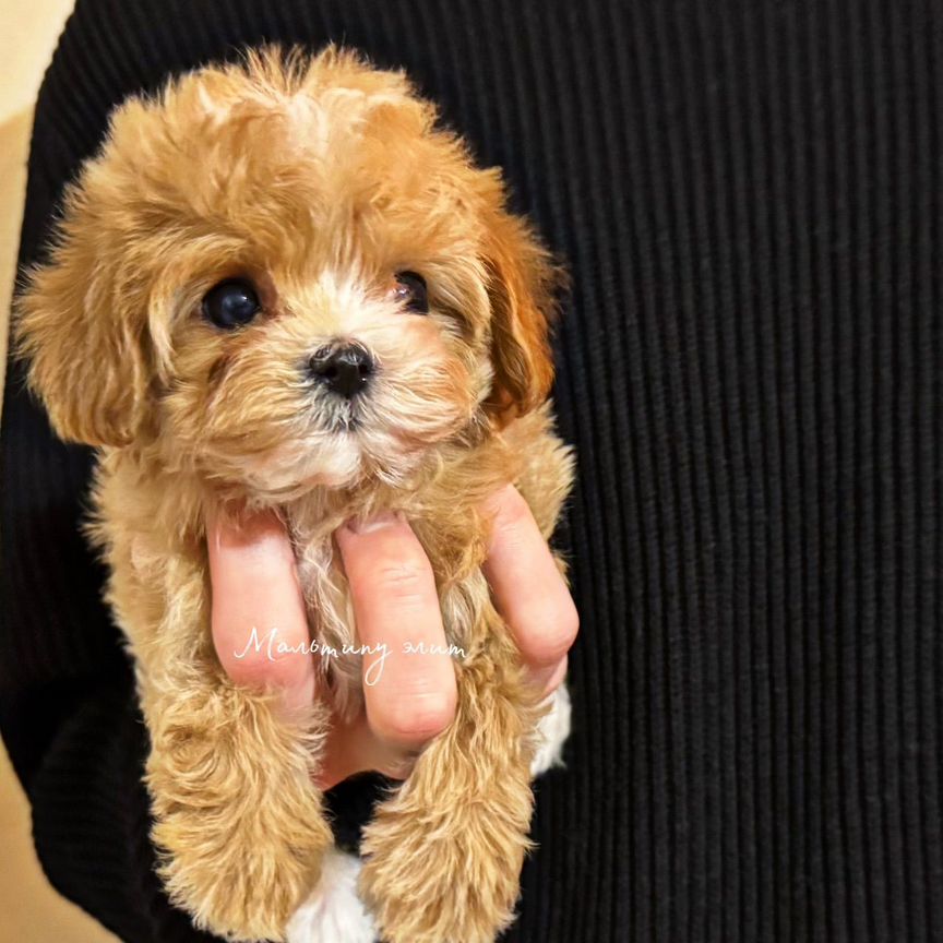 Мальтипу Ф1 мини и микро