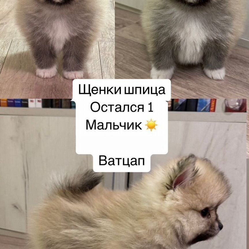 Японский шпиц