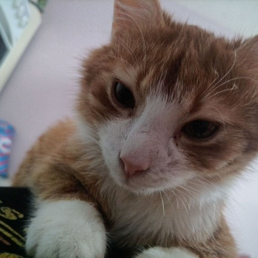 Отдам котенка в добрые руки