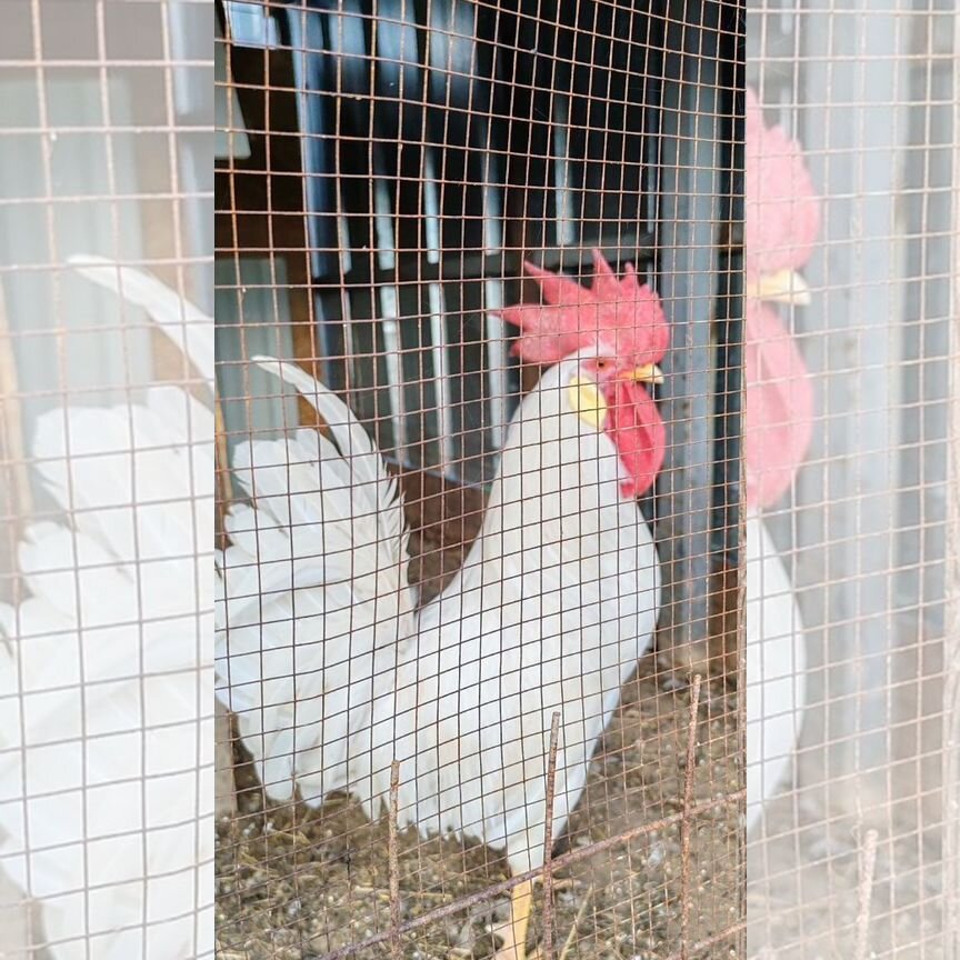 Петух молодой