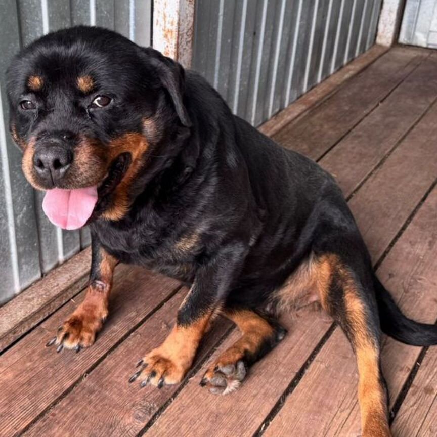 Ротвейлер, взрослая собака