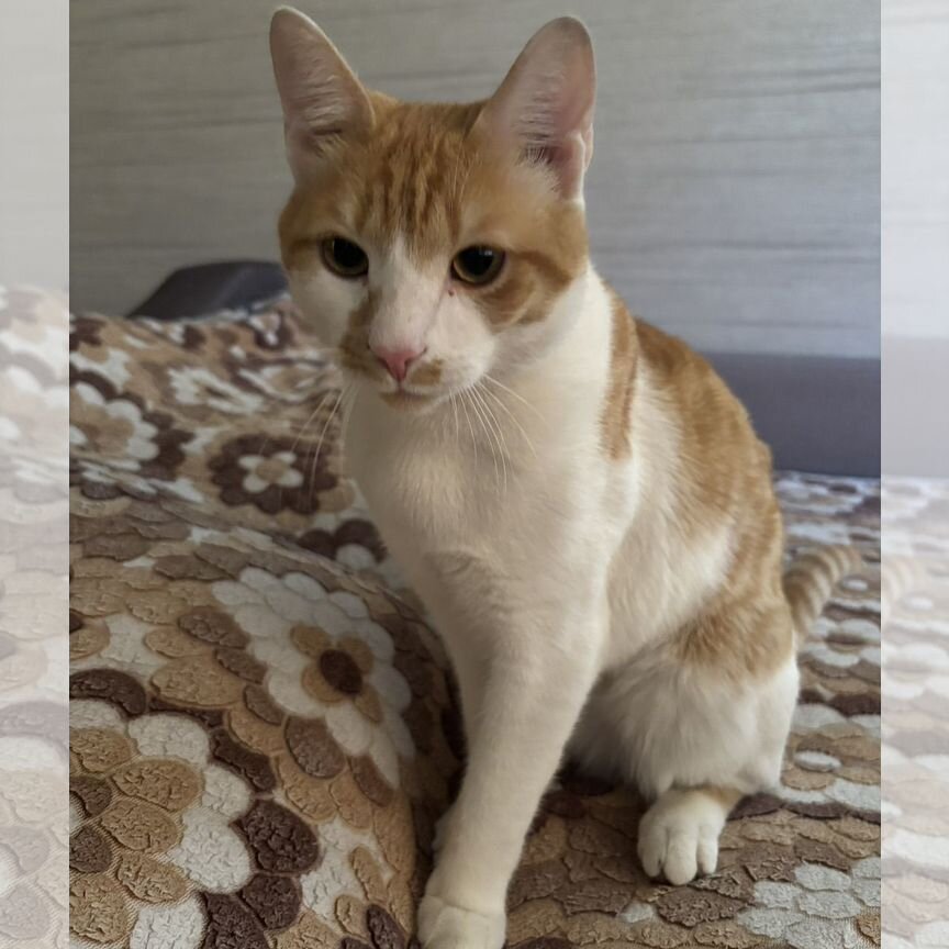 Кот