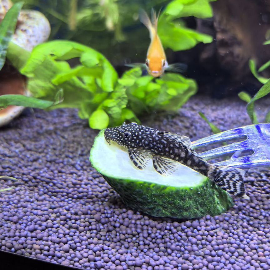 Сомик анциструсс