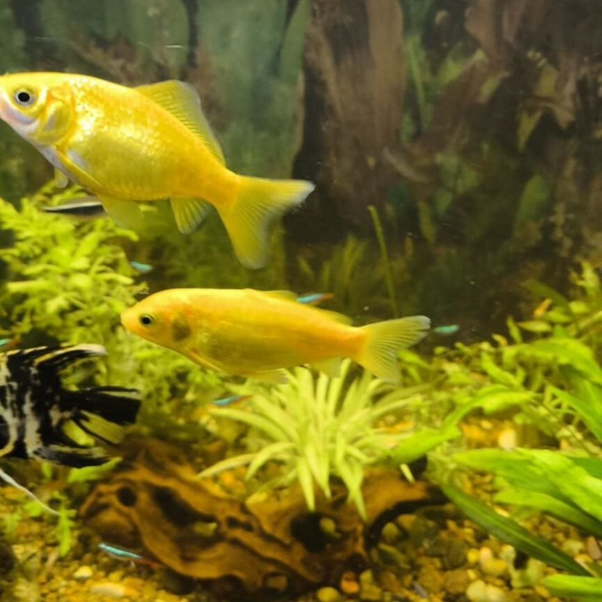 Аквариумные рыбки